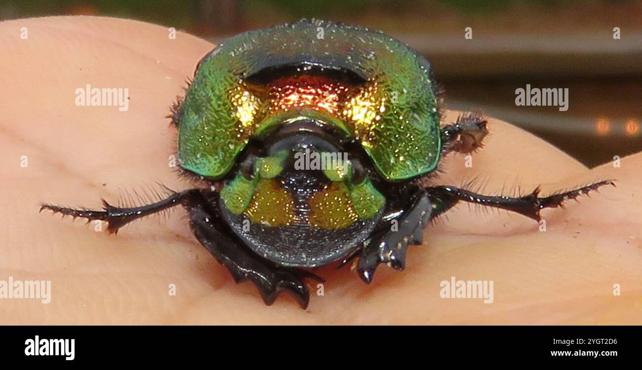 Rainbow Scarab (Phanaeus vindex Stock Photo - Alamy