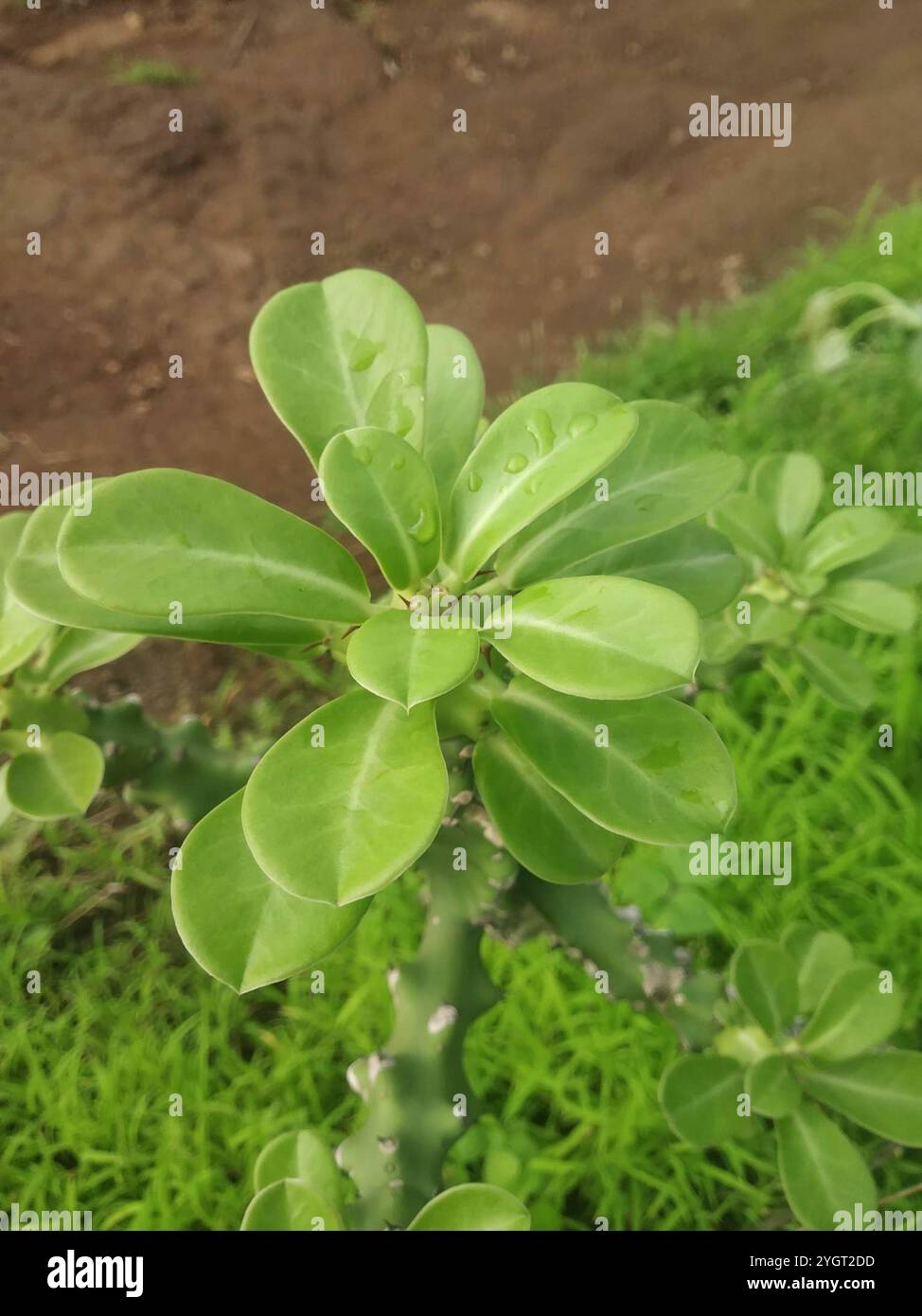 Indian spurgetree (Euphorbia neriifolia Stock Photo - Alamy