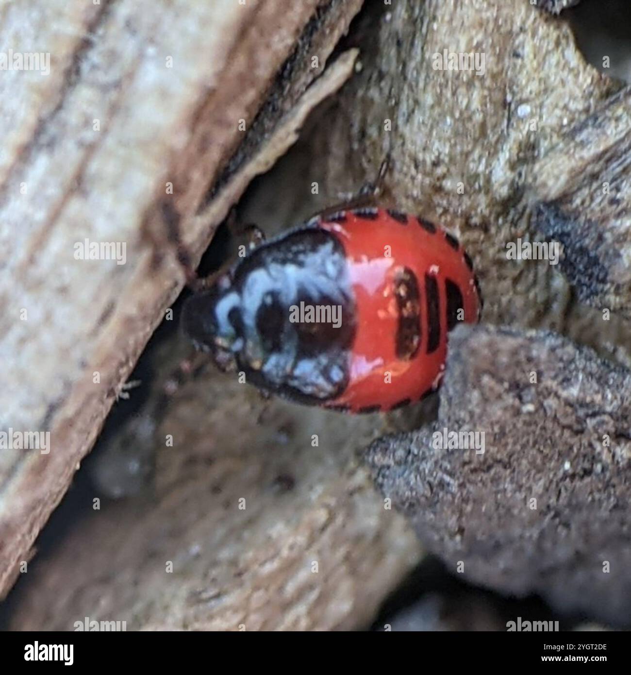 Sehirus cinctus hi-res stock photography and images - Alamy