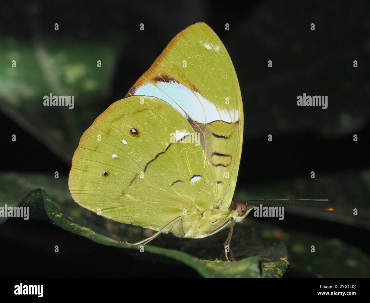 Common olivewing hi-res stock photography and images - Alamy