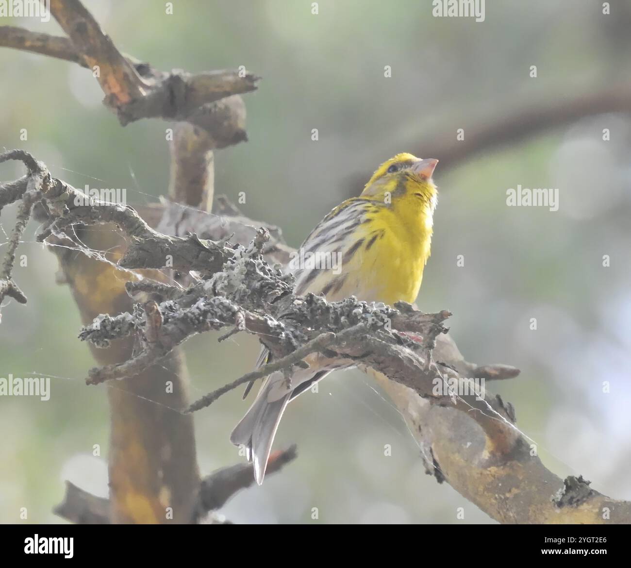 European Serin (Serinus serinus Stock Photo - Alamy