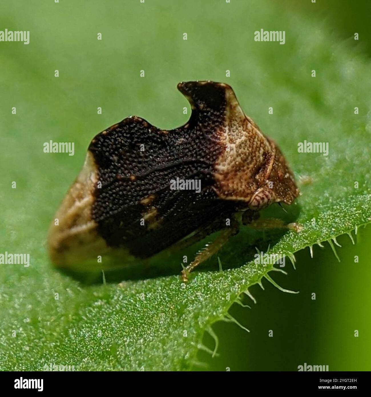 Keeled treehopper hi-res stock photography and images - Alamy