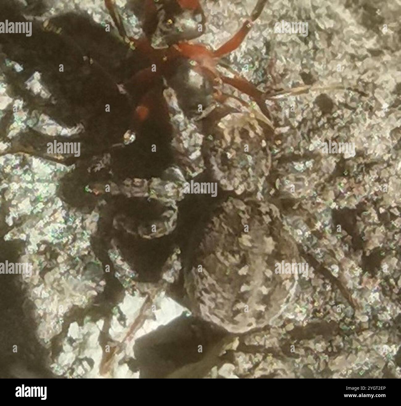 Attulus hi-res stock photography and images - Alamy