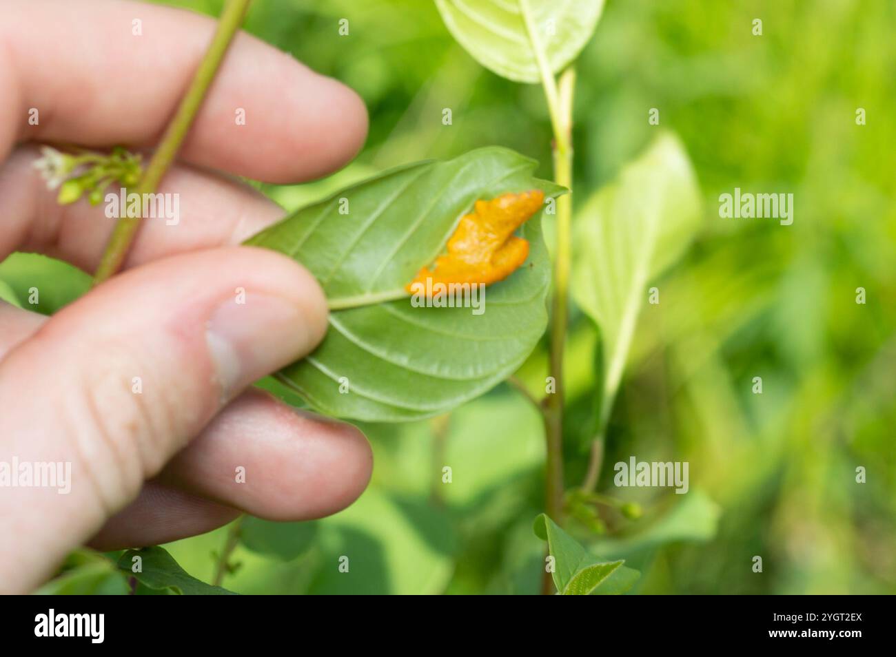Crown Rust (Puccinia coronata Stock Photo - Alamy