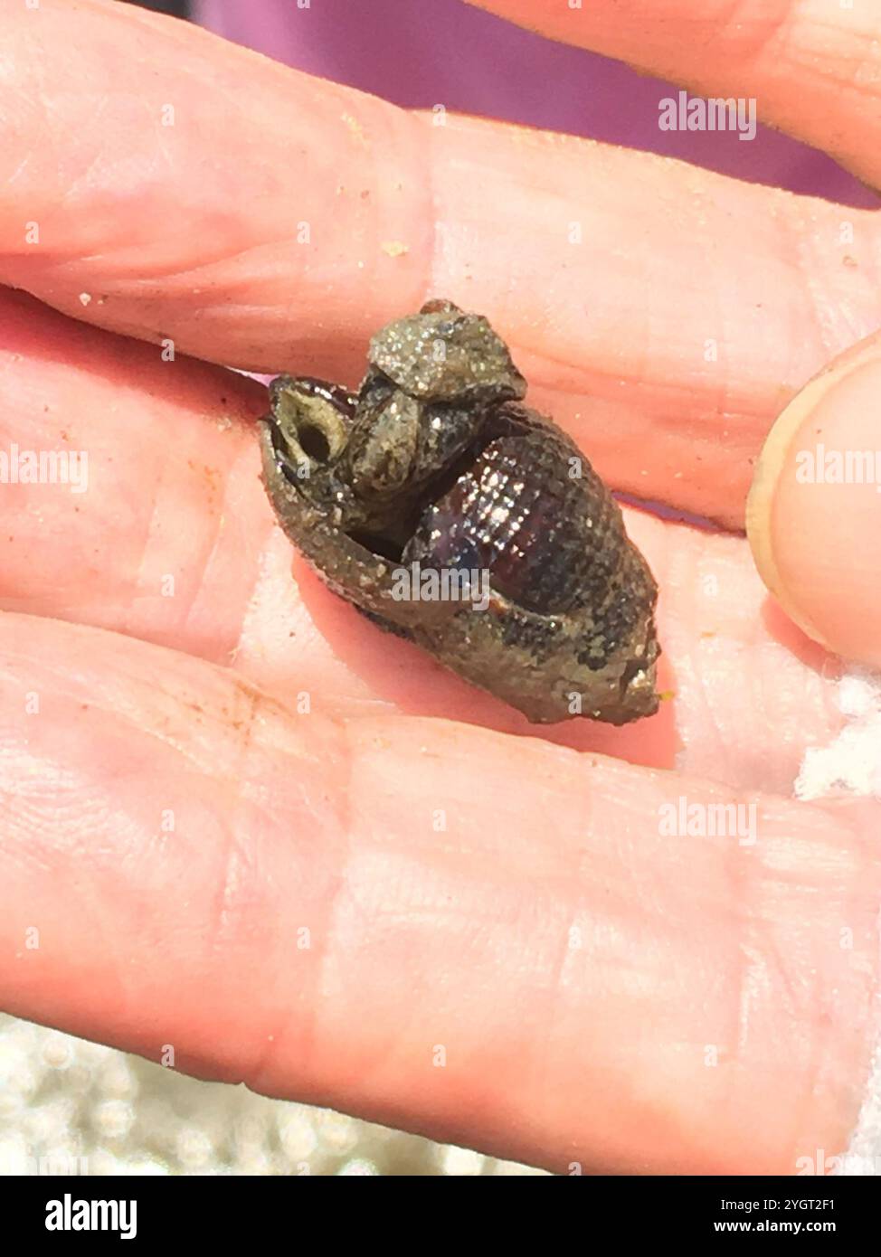 Eastern Mudsnail (Ilyanassa obsoleta Stock Photo - Alamy