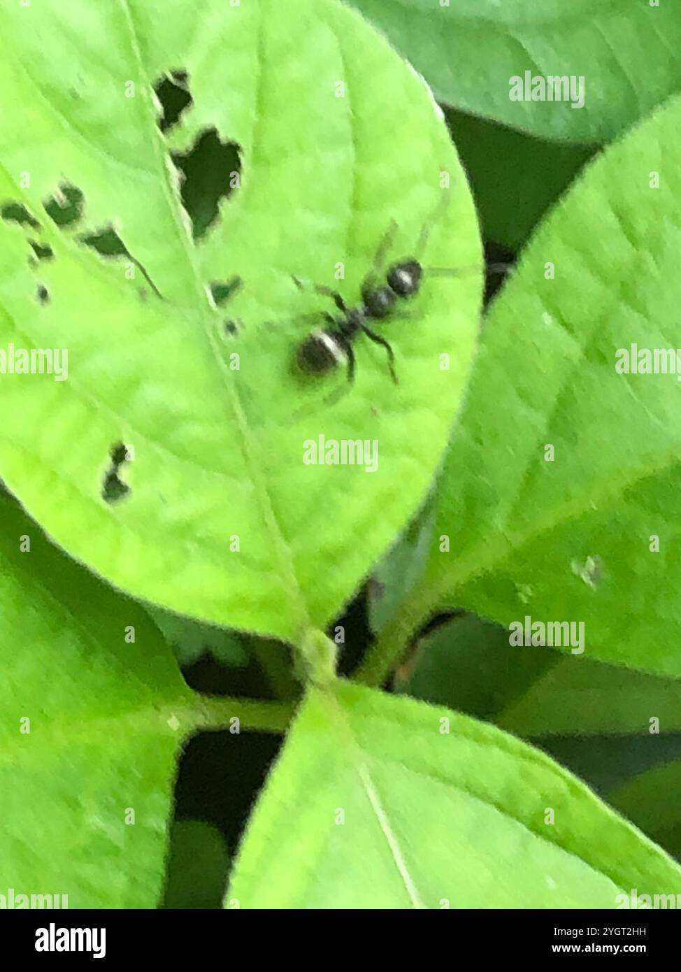 Formica subsericea hi-res stock photography and images - Alamy