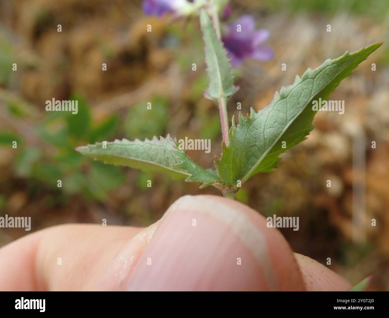 Cascade Beardtongue (Penstemon serrulatus Stock Photo - Alamy