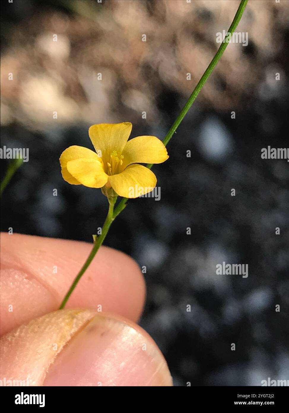 Rock Flax (Linum rupestre Stock Photo - Alamy