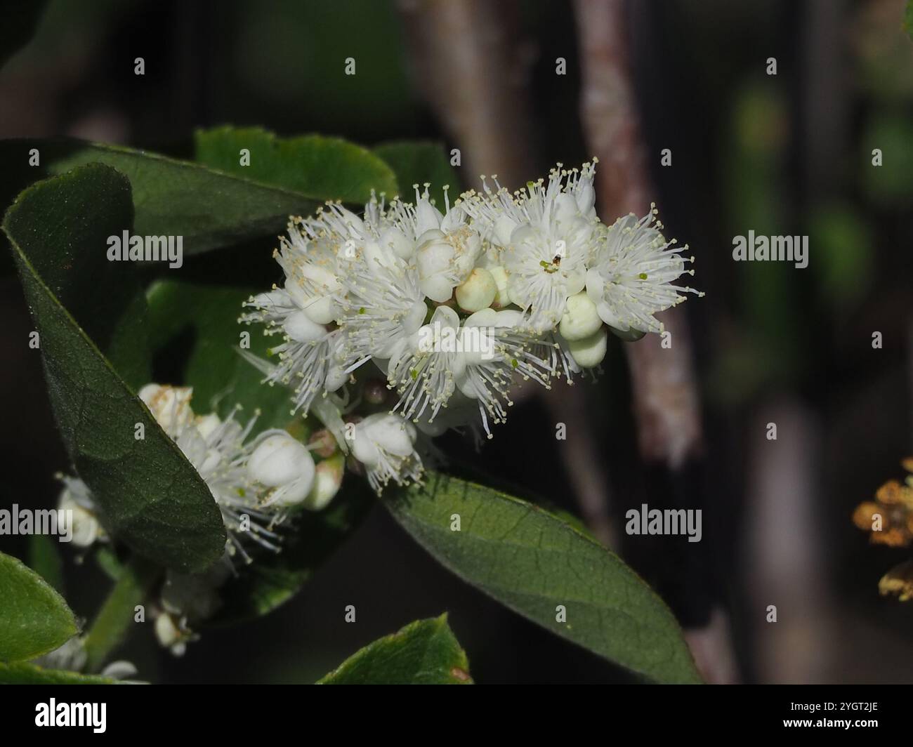 sapphire-berry (Symplocos paniculata Stock Photo - Alamy