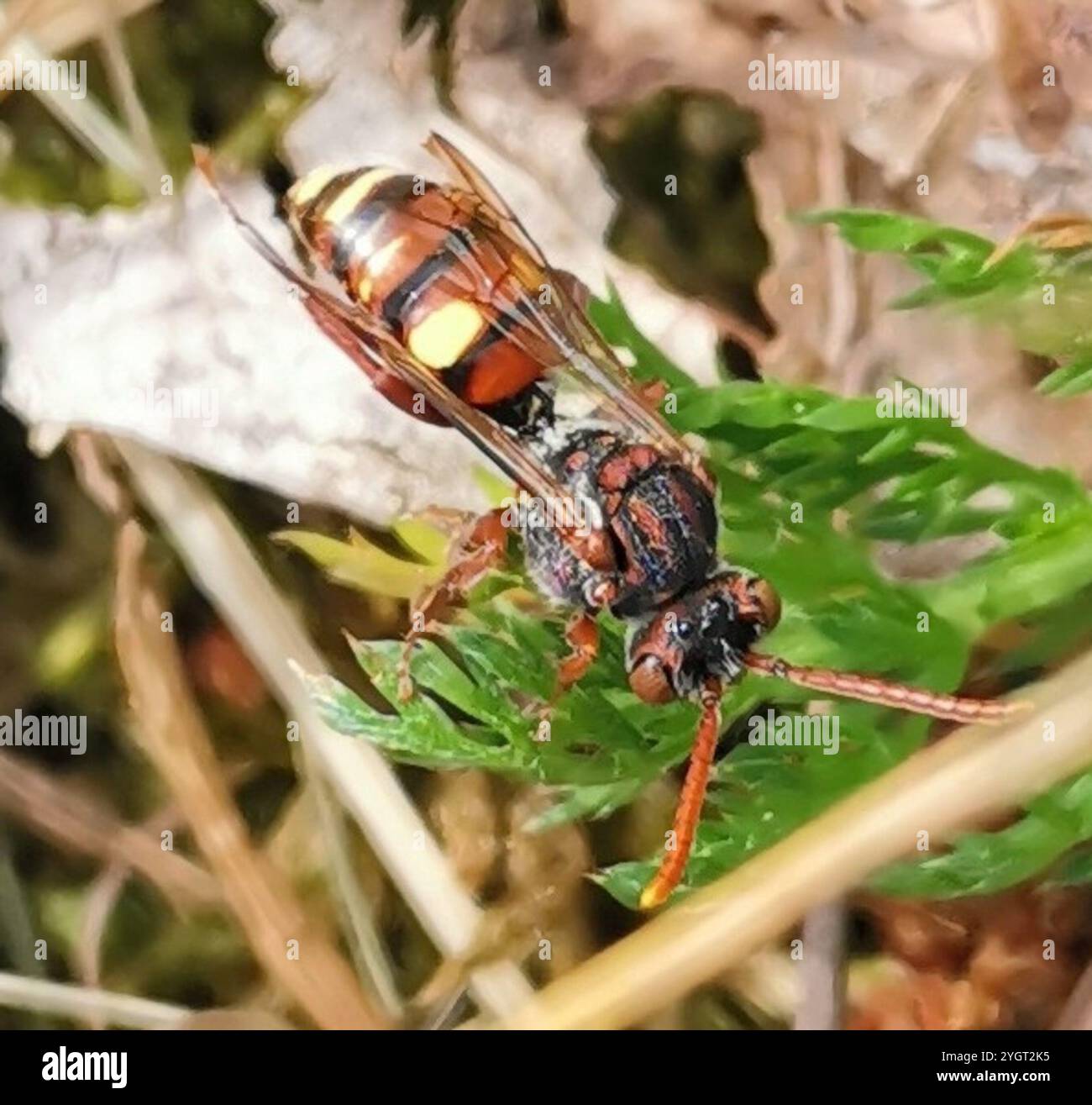 Nomad Bees (Nomada Stock Photo - Alamy