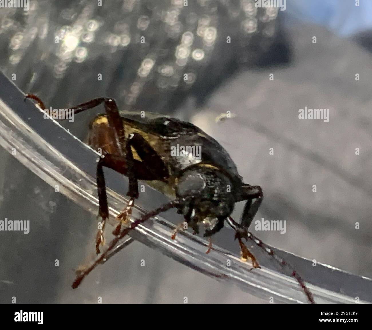 Hardwood Stump Borer (Mallodon dasystomus Stock Photo - Alamy