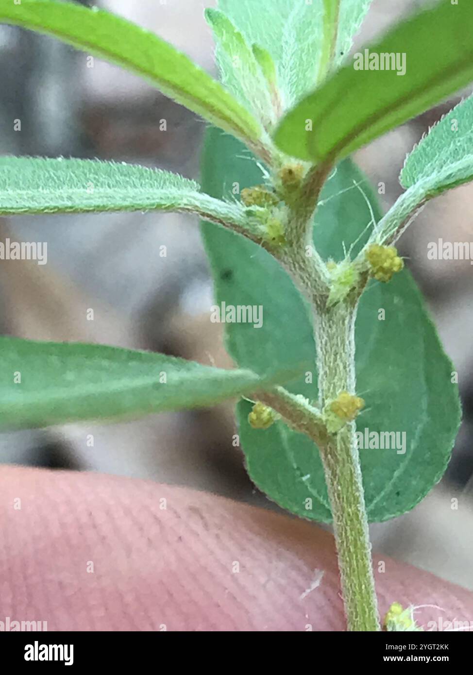Three seeded mercury hi-res stock photography and images - Alamy