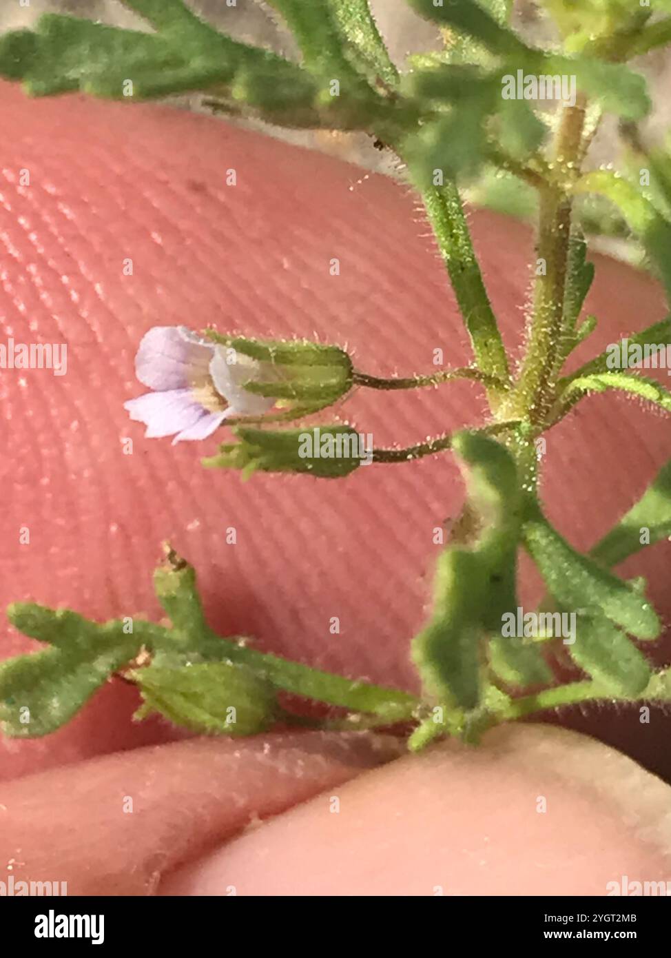 Obi-Wan conobea (Leucospora multifida Stock Photo - Alamy