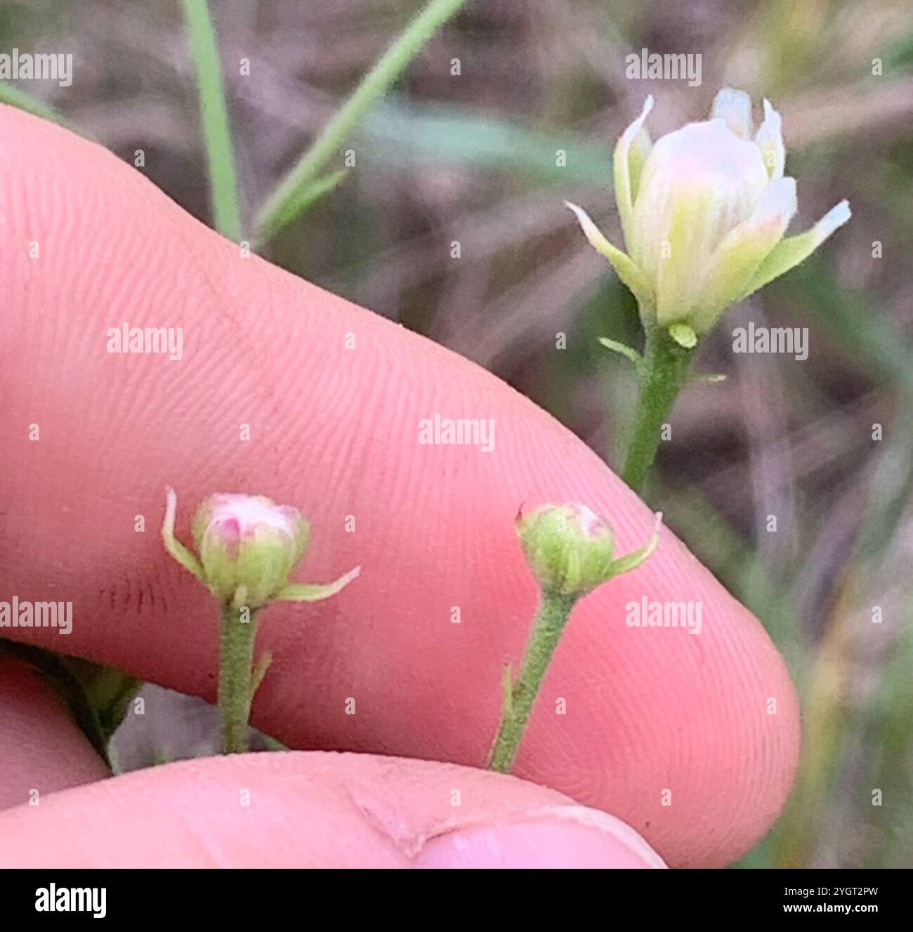Coastalplain Palafox (Palafoxia integrifolia Stock Photo - Alamy