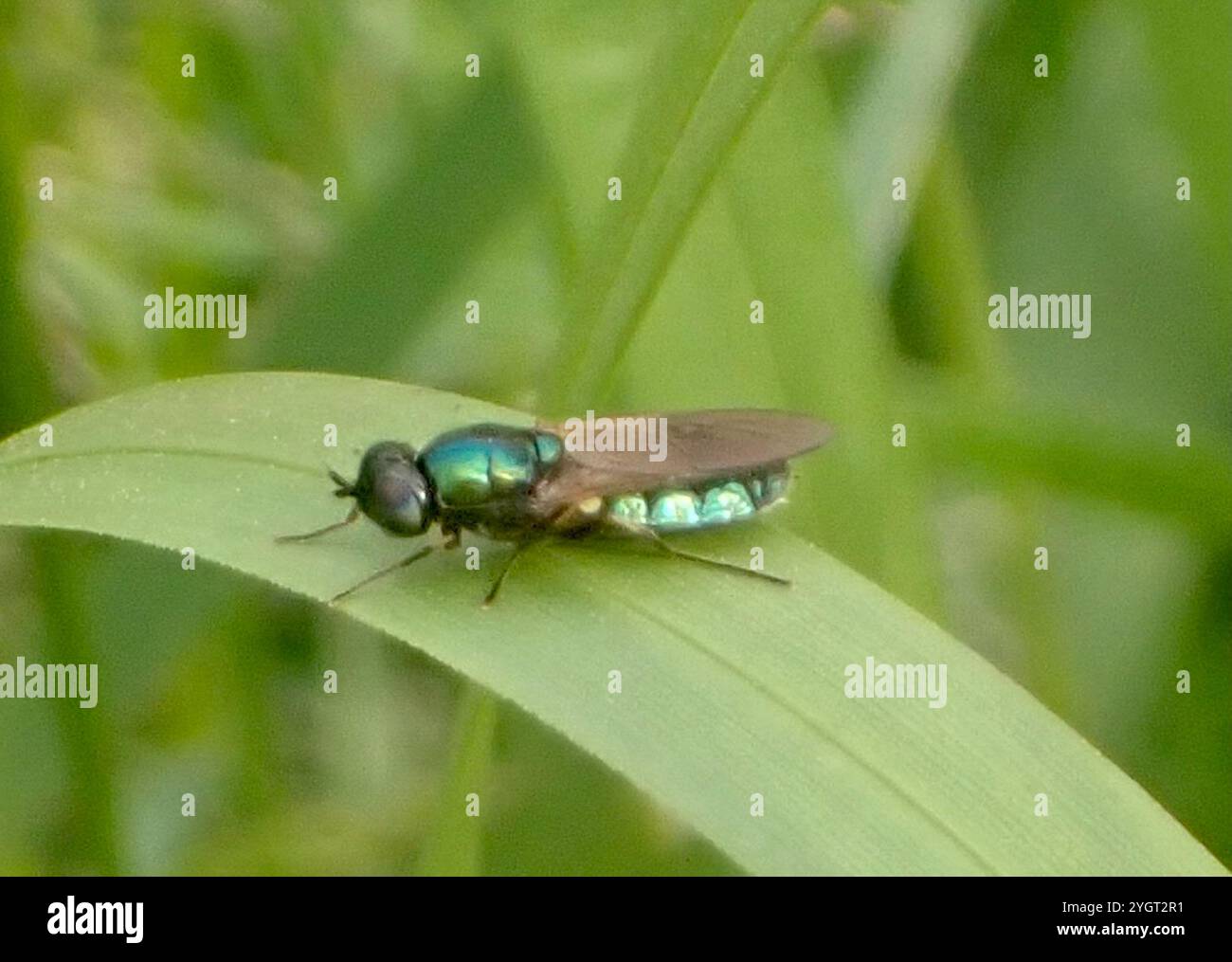 Chloromyia formosa hi-res stock photography and images - Alamy