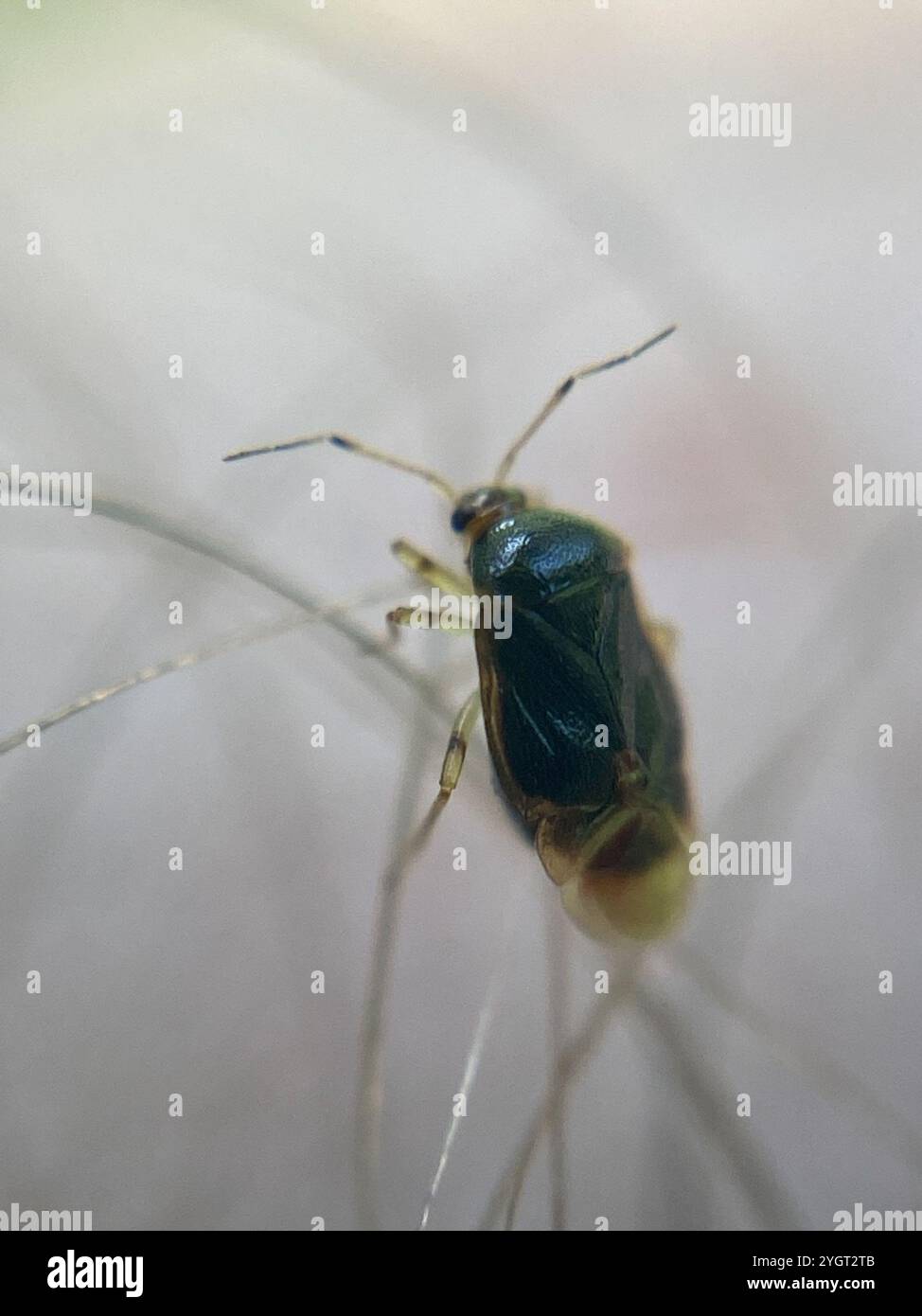 Bracken Bug (Monalocoris filicis Stock Photo - Alamy
