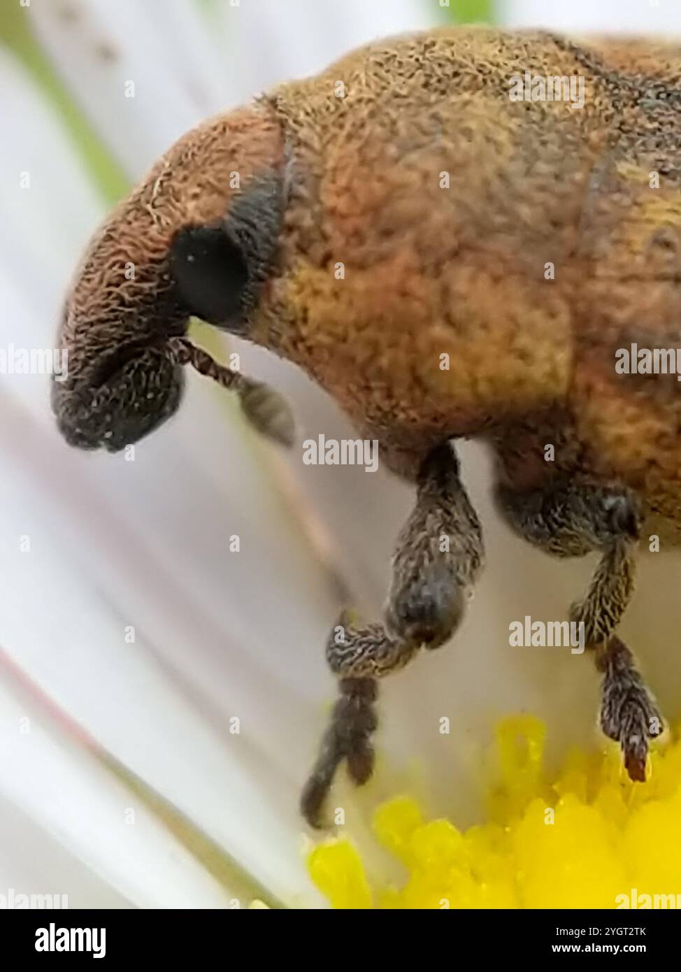 Blunt Knapweed Flower Weevil (Larinus obtusus Stock Photo - Alamy