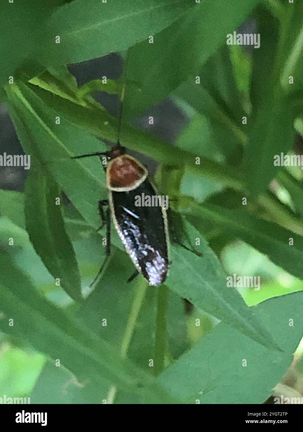 Pale-bordered Field Cockroach (Pseudomops septentrionalis Stock Photo ...