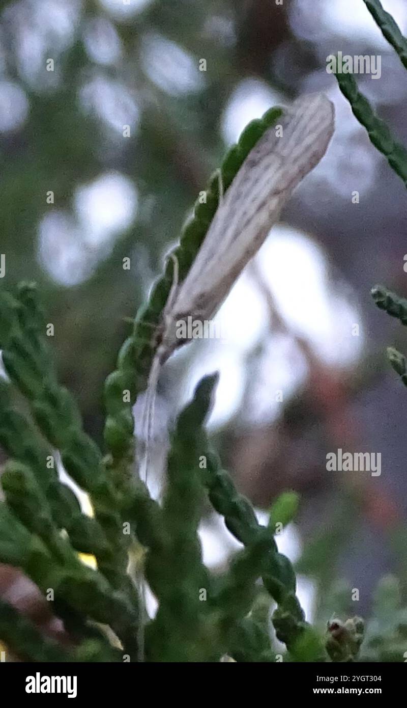 White Miller Caddisflies (Nectopsyche Stock Photo - Alamy