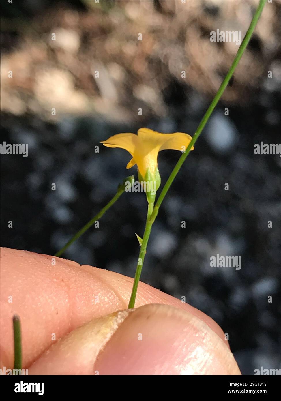 Rock Flax (Linum rupestre Stock Photo - Alamy
