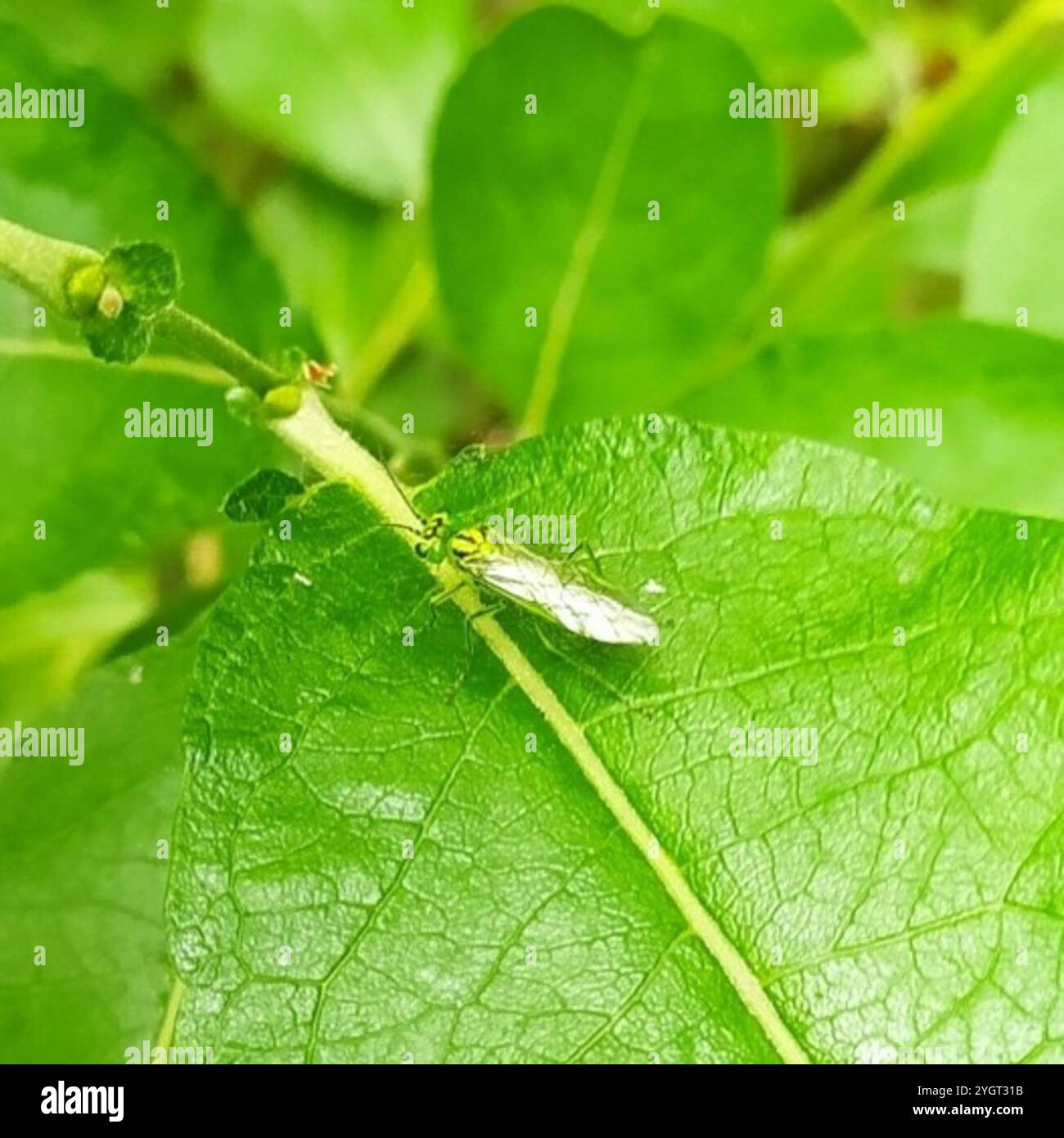 Rhogogaster punctulata hi-res stock photography and images - Alamy
