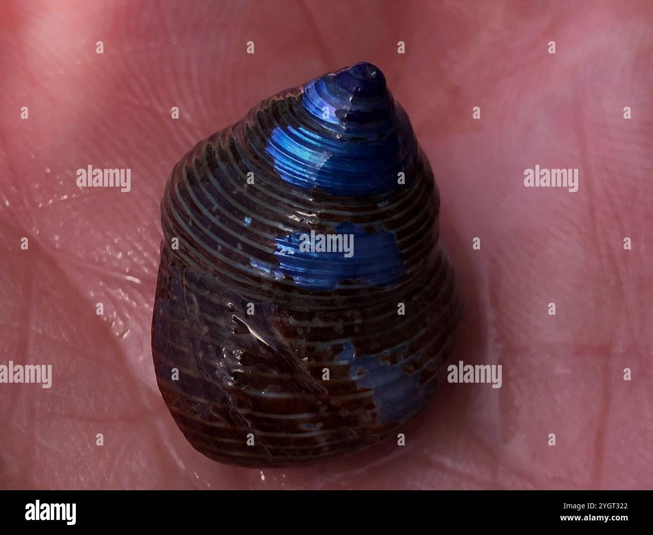 Blue ringed top snail hi-res stock photography and images - Alamy