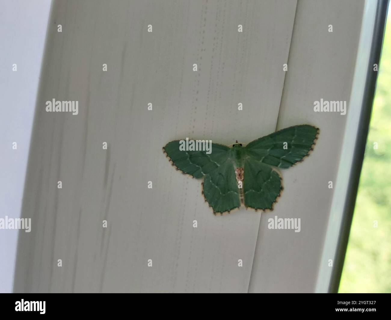 Common Emerald (Hemithea aestivaria Stock Photo - Alamy