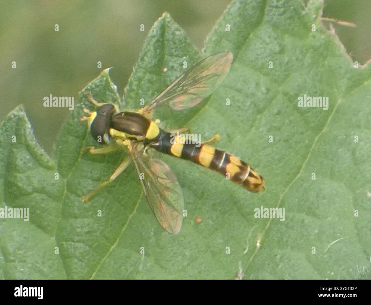 Common Globetail (Sphaerophoria scripta Stock Photo - Alamy
