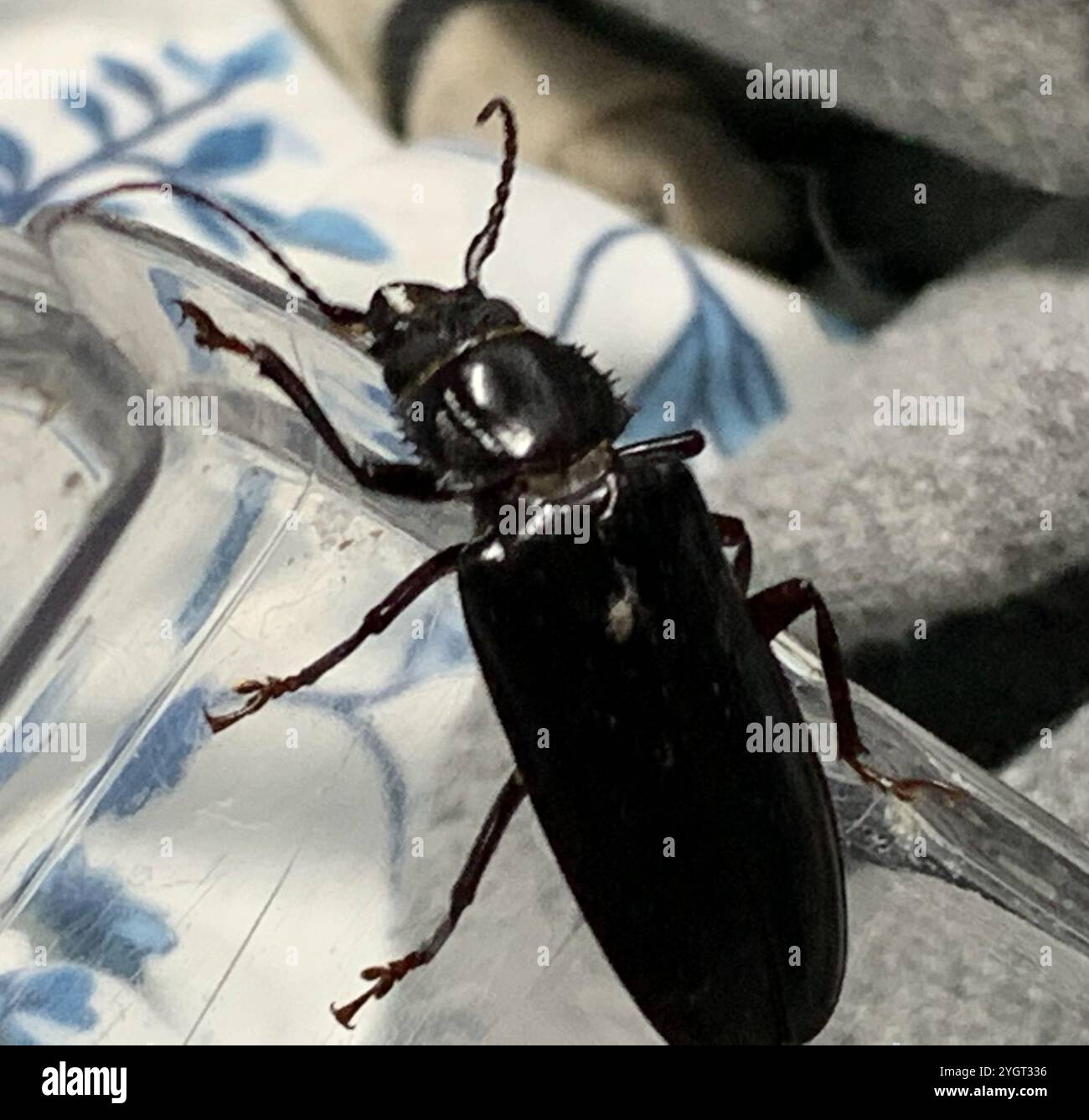 Hardwood Stump Borer (Mallodon dasystomus Stock Photo - Alamy