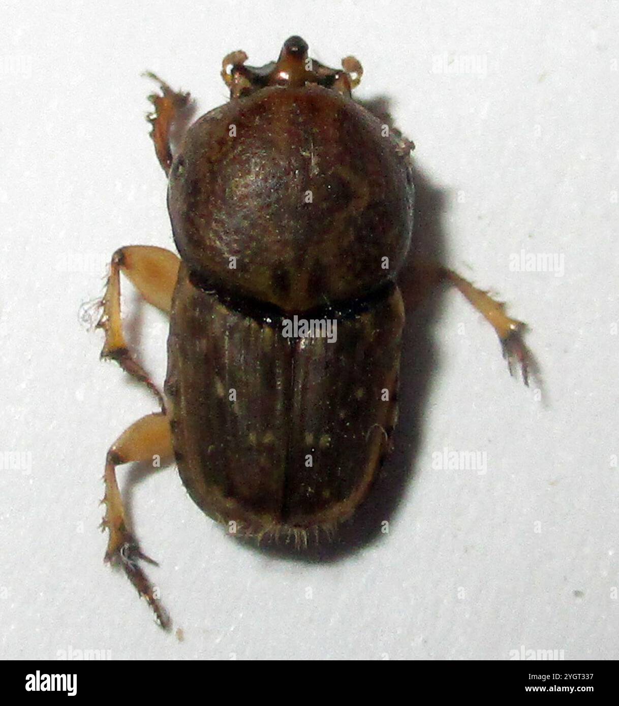 Northern Sandy Dung Beetle (Euoniticellus intermedius Stock Photo - Alamy
