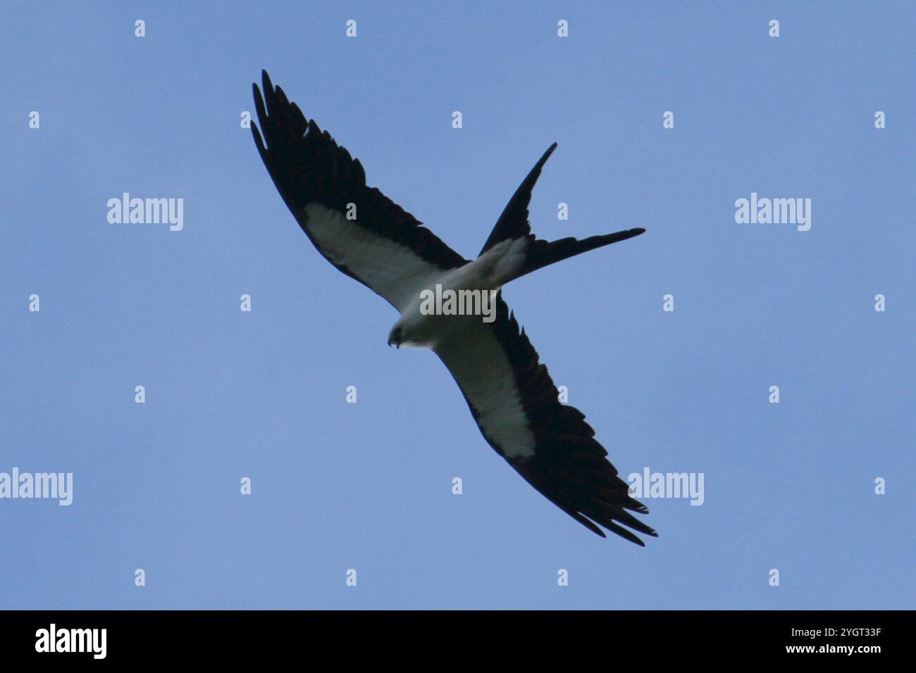 Swallow-tailed Kite (Elanoides forficatus Stock Photo - Alamy