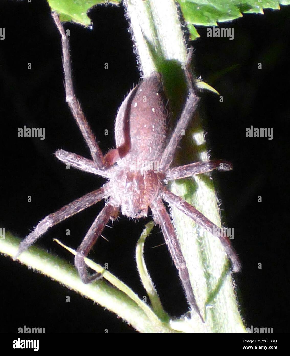 American Nursery Web Spider (Pisaurina mira Stock Photo - Alamy