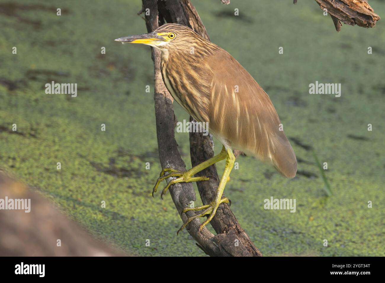 Indian Pond-heron (Ardeola grayii), perched over a pond, Bharatpur Bird ...