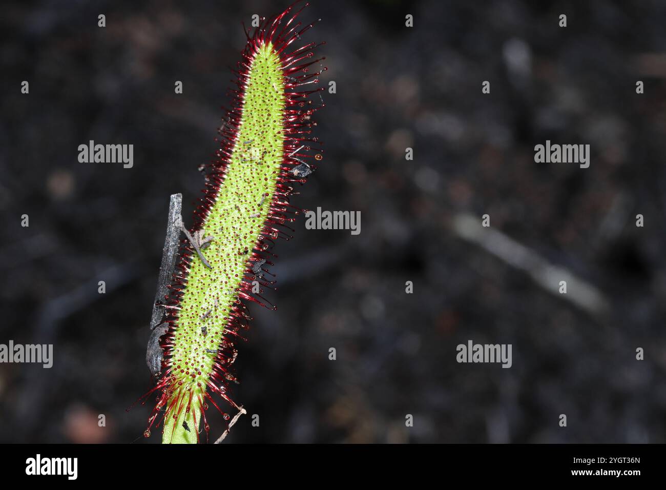 Cape Sundew (Drosera capensis Stock Photo - Alamy