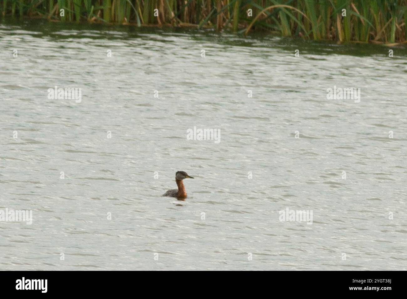 Red-necked Grebe (Podiceps grisegena Stock Photo - Alamy
