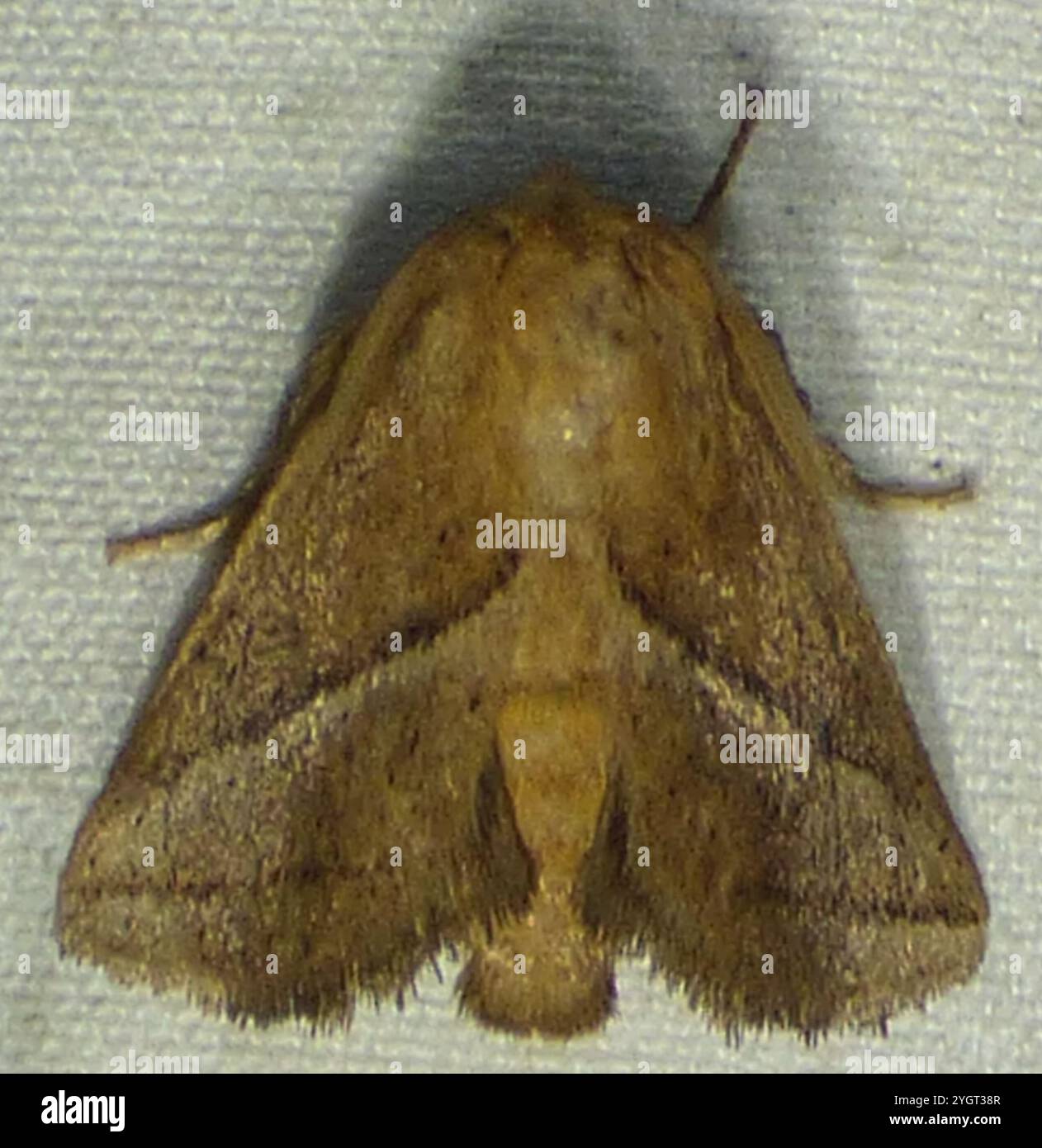 Nason's Slug Moth (Natada nasoni Stock Photo - Alamy