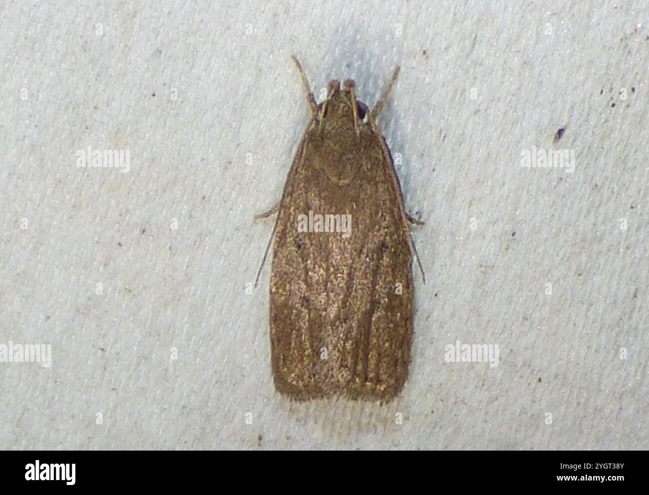 Kyoto Moth (Autosticha kyotensis Stock Photo - Alamy