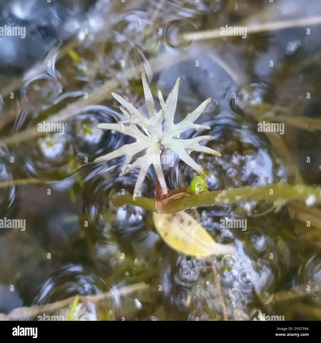 Small Yellow Water-crowfoot (Ranunculus gmelinii Stock Photo - Alamy