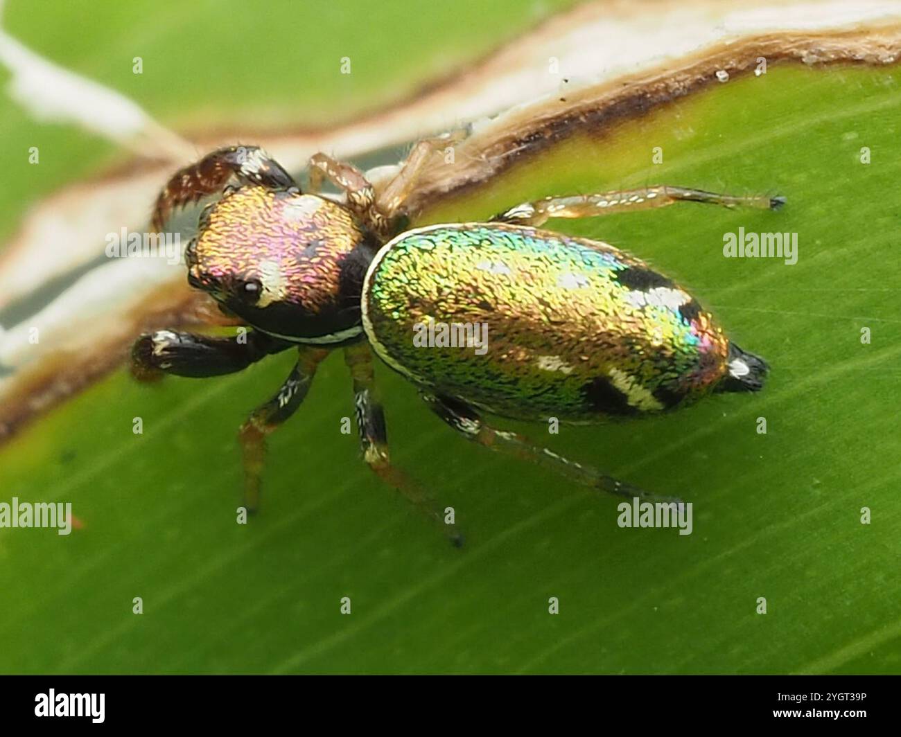 Buttonhook Leafbeetle Jumping Spider (Sassacus vitis Stock Photo - Alamy