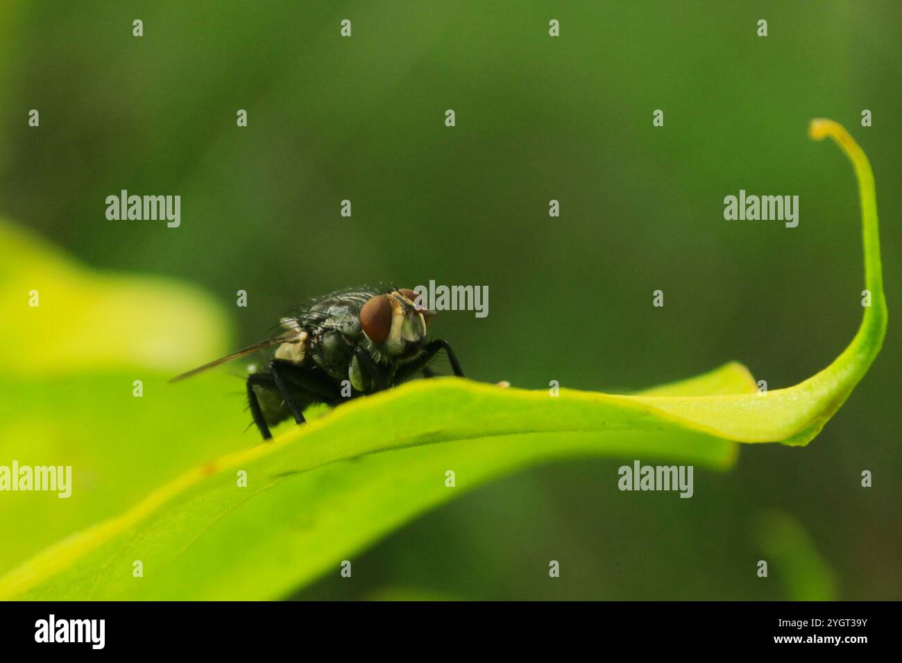 Archytas hi-res stock photography and images - Alamy