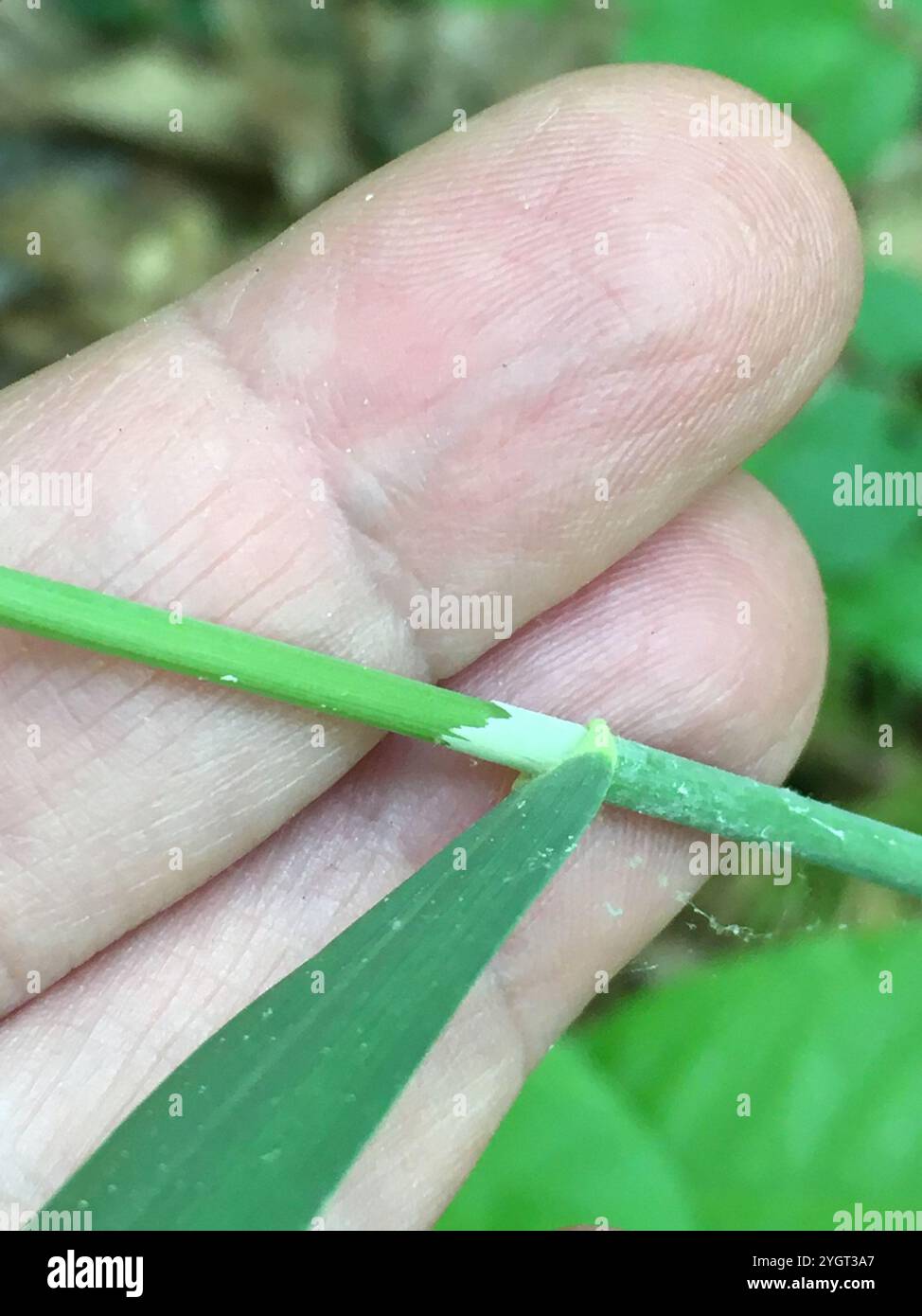 Wood Millet (Milium effusum Stock Photo - Alamy