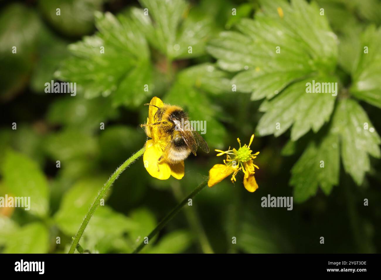 Early Bumble Bee (Bombus pratorum Stock Photo - Alamy