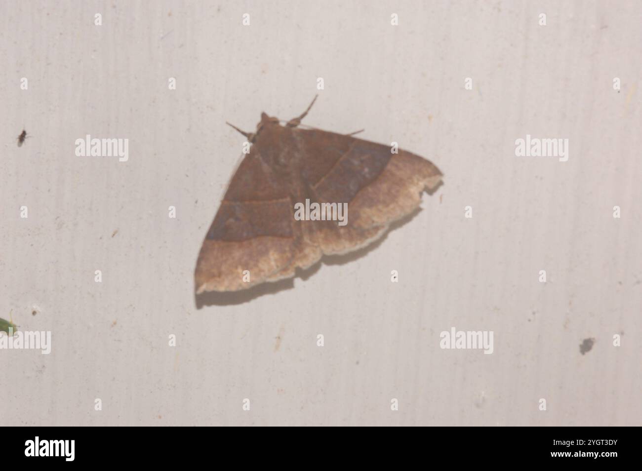 Maple Looper Moth (Parallelia bistriaris Stock Photo - Alamy