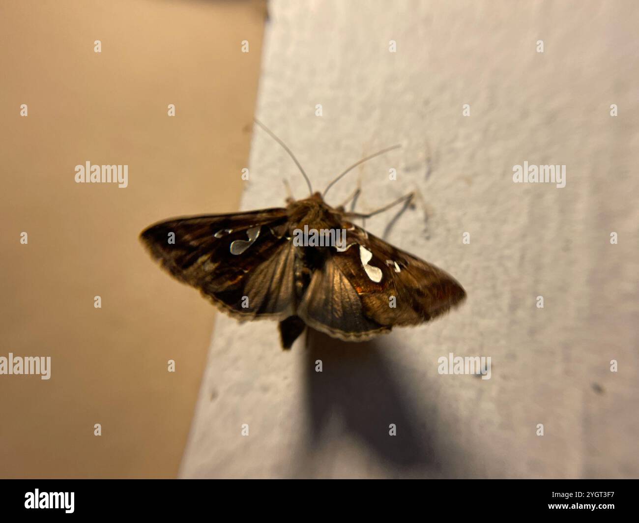 Bilobed Looper Moth (Megalographa biloba Stock Photo - Alamy