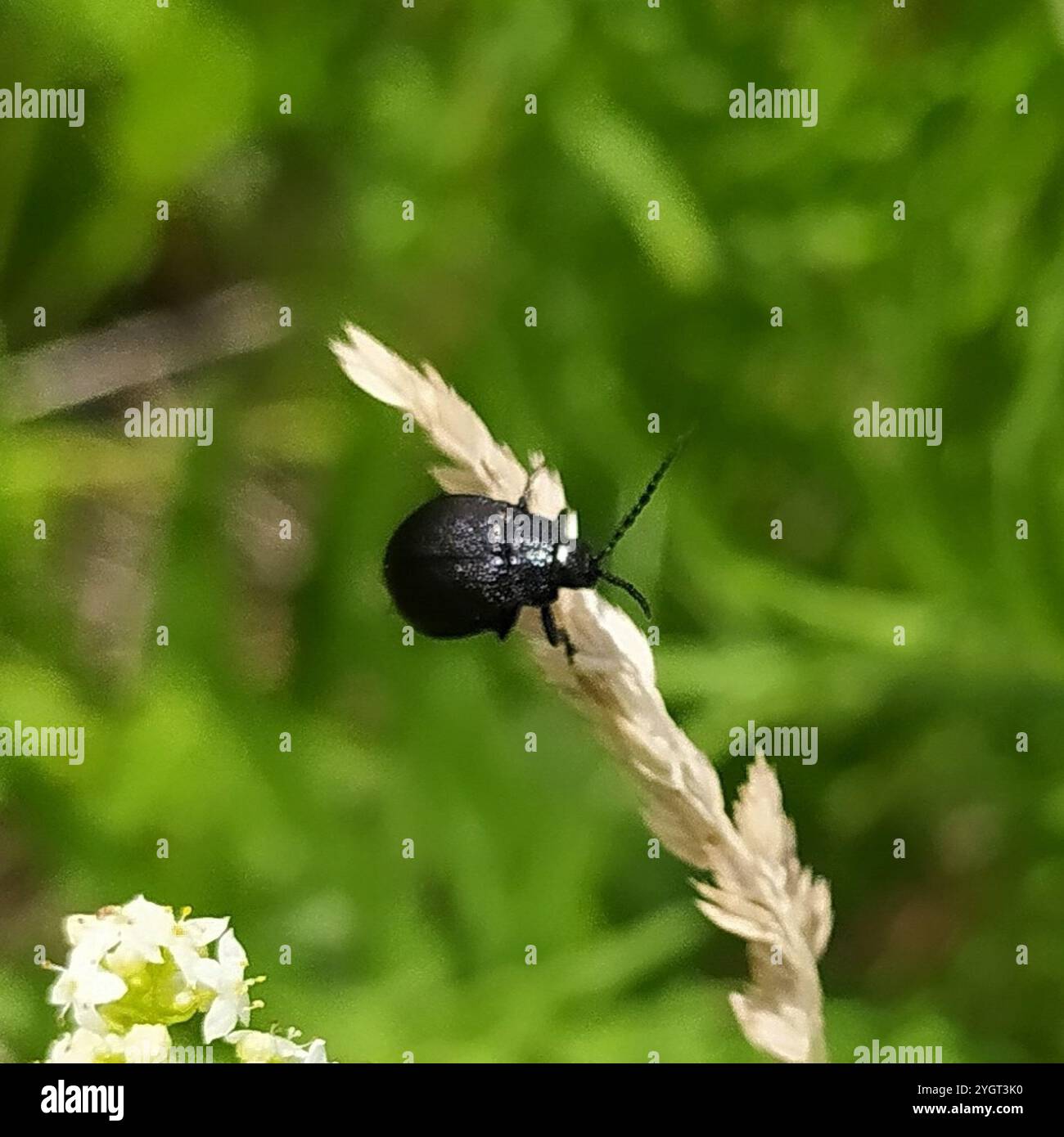 black-punctured leaf beetle (Galeruca tanaceti Stock Photo - Alamy