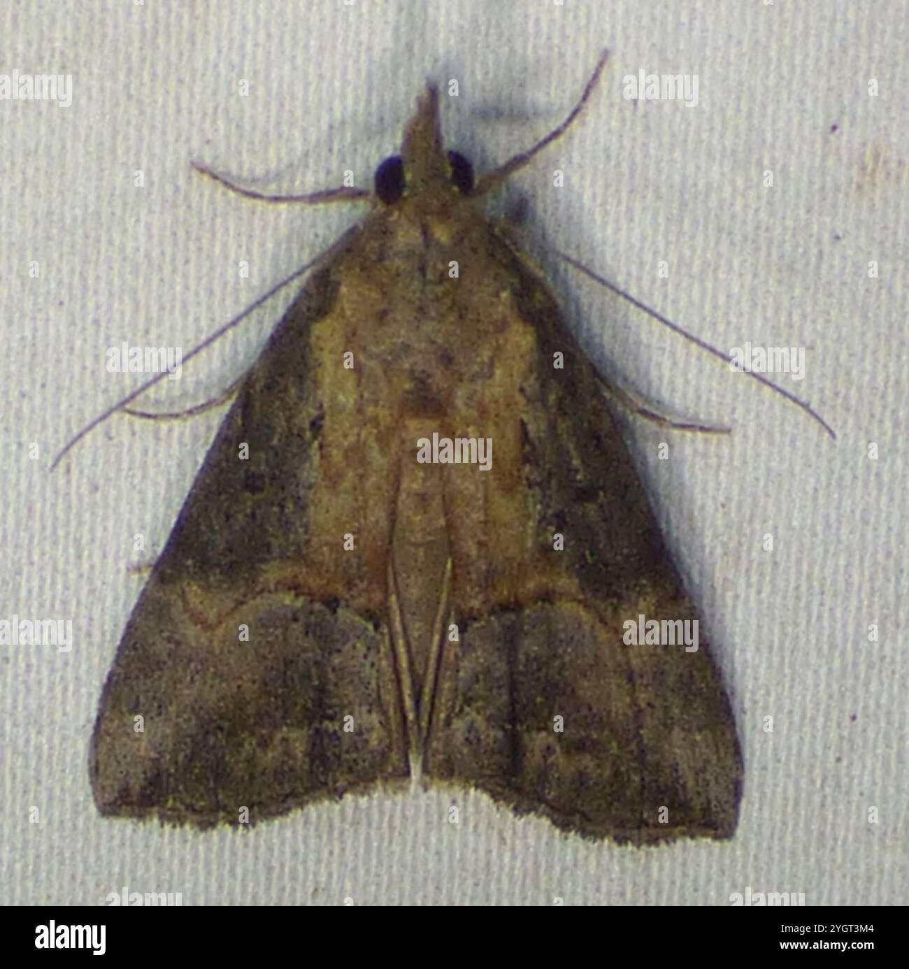 Green Cloverworm Moth (Hypena scabra Stock Photo - Alamy