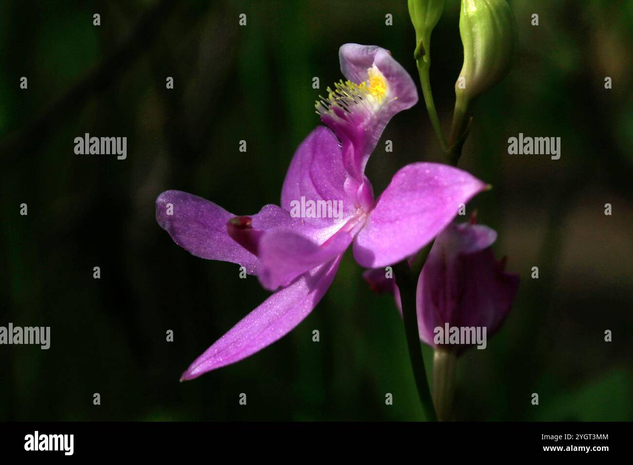 common tuberous grasspink (Calopogon tuberosus tuberosus Stock Photo ...