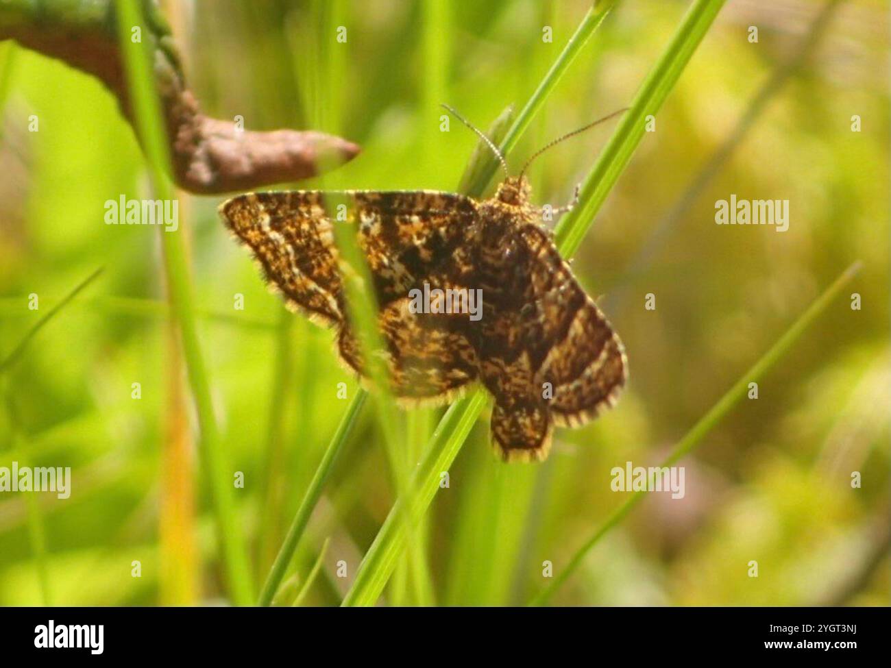 Black banded orange moth hi-res stock photography and images - Alamy