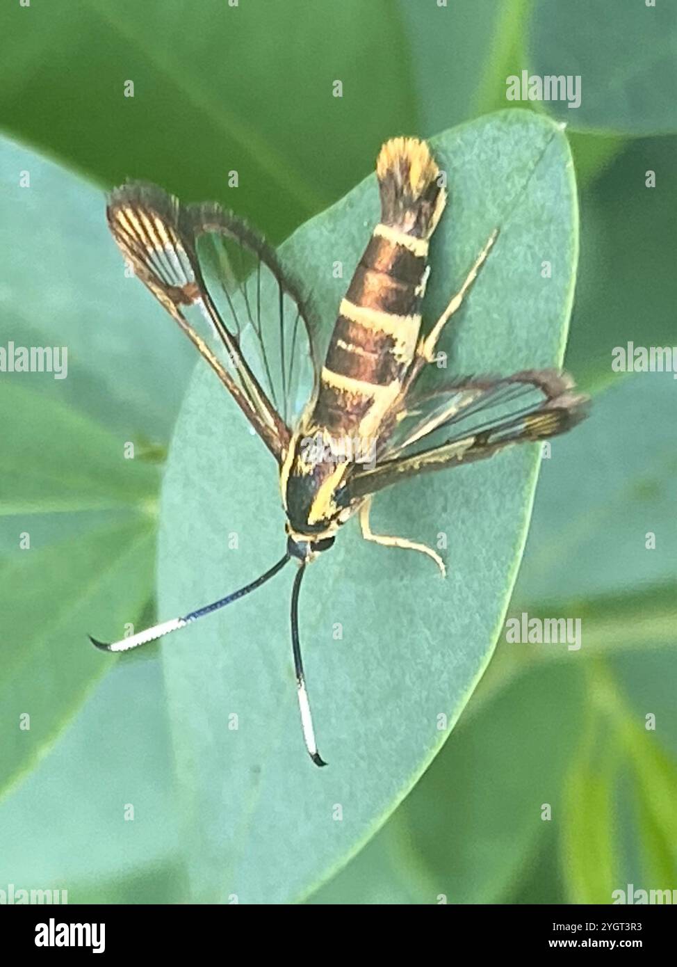 Ironweed Clearwing Moth (Carmenta bassiformis Stock Photo - Alamy