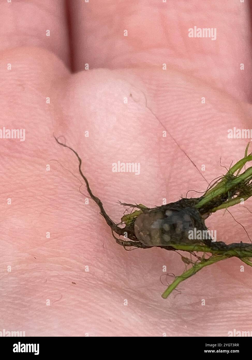 Pond Snails, Bladder Snails, and Allies (Lymnaeoidea Stock Photo - Alamy